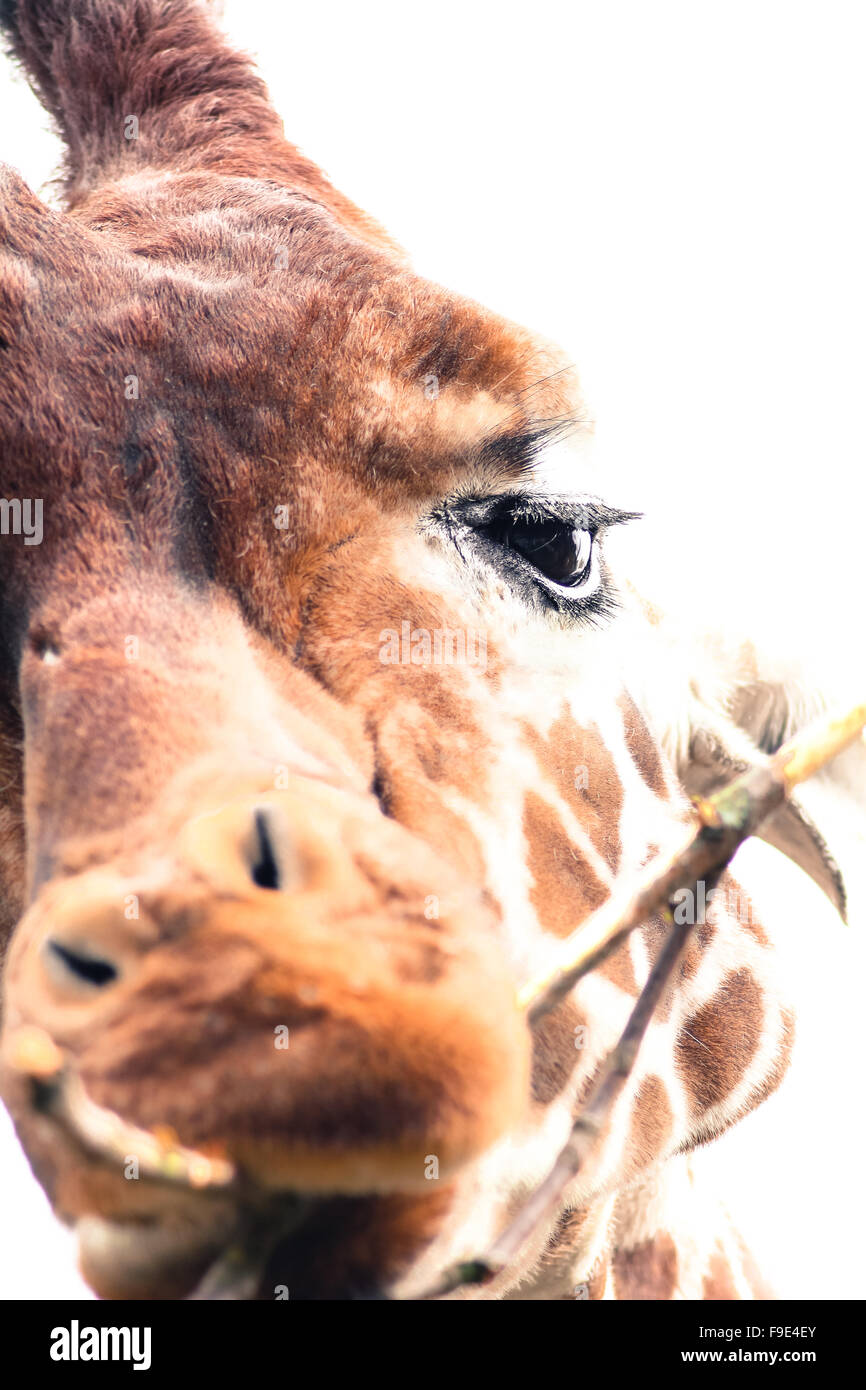 Giraffe head detail hi-res stock photography and images - Alamy