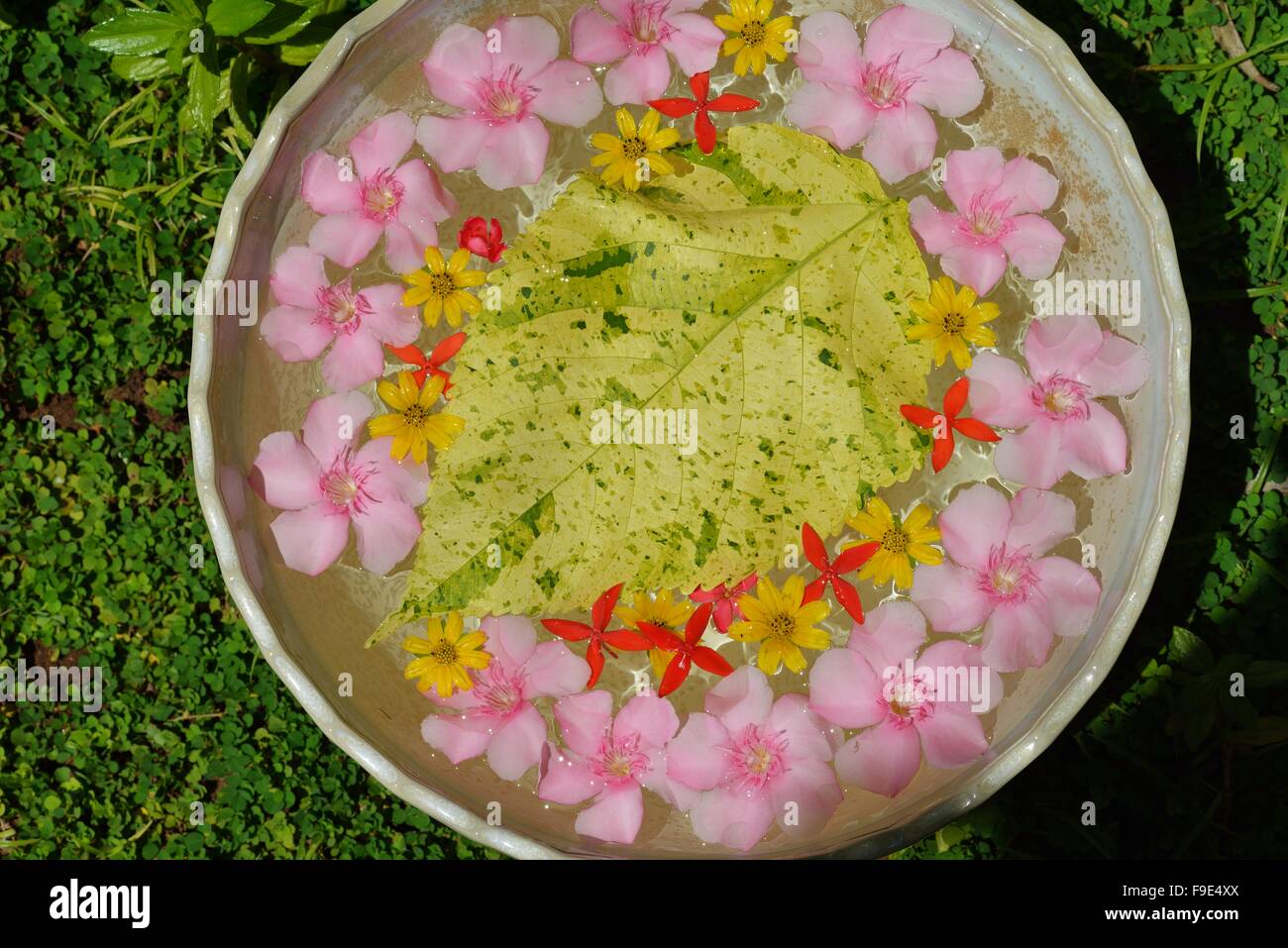 water cup with beautiful flowers, a variety of background colors in spa ...