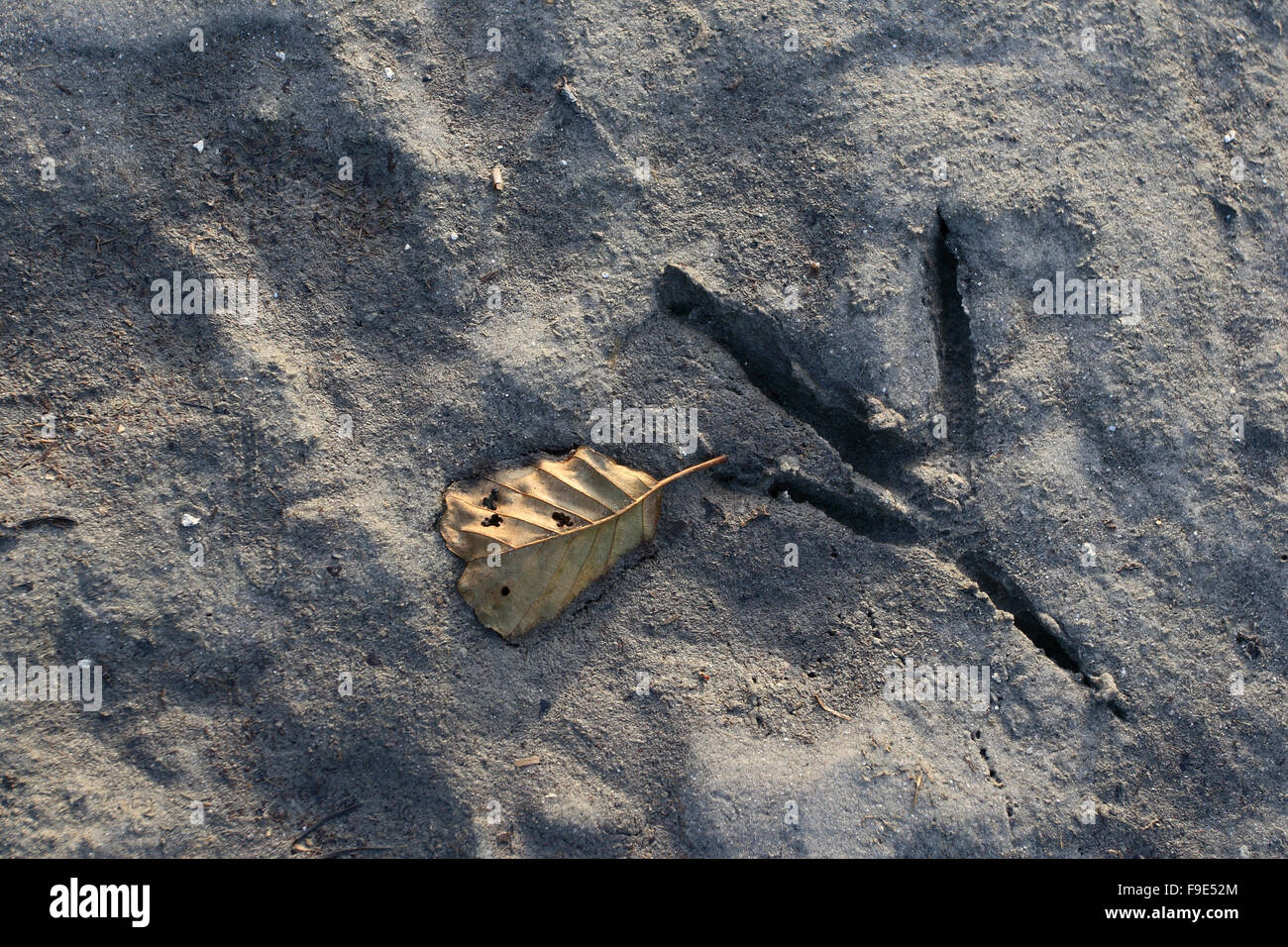 Print in Sand Stock Photo - Alamy