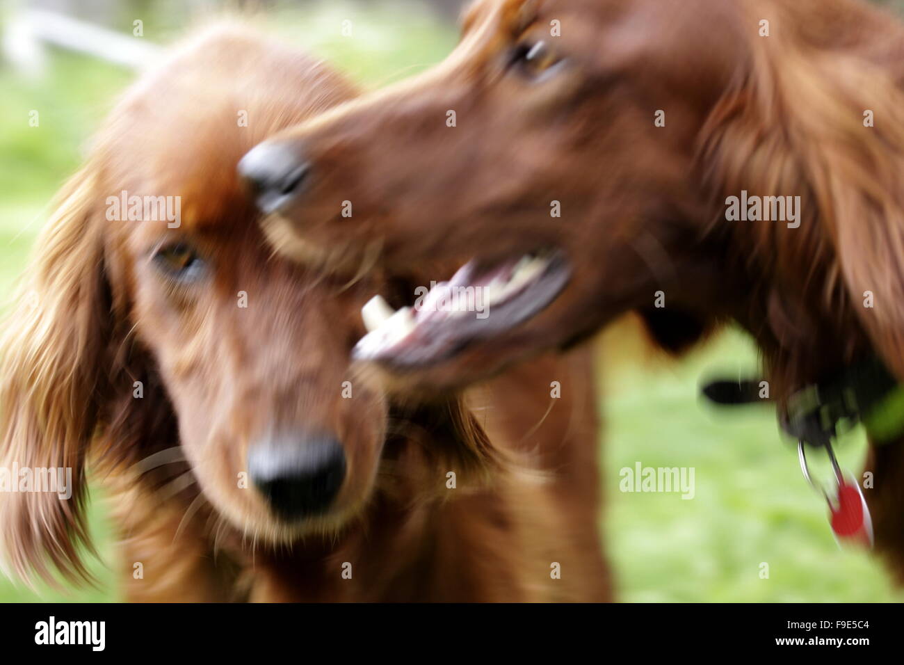 Two Hunting Dogs Stock Photo - Alamy