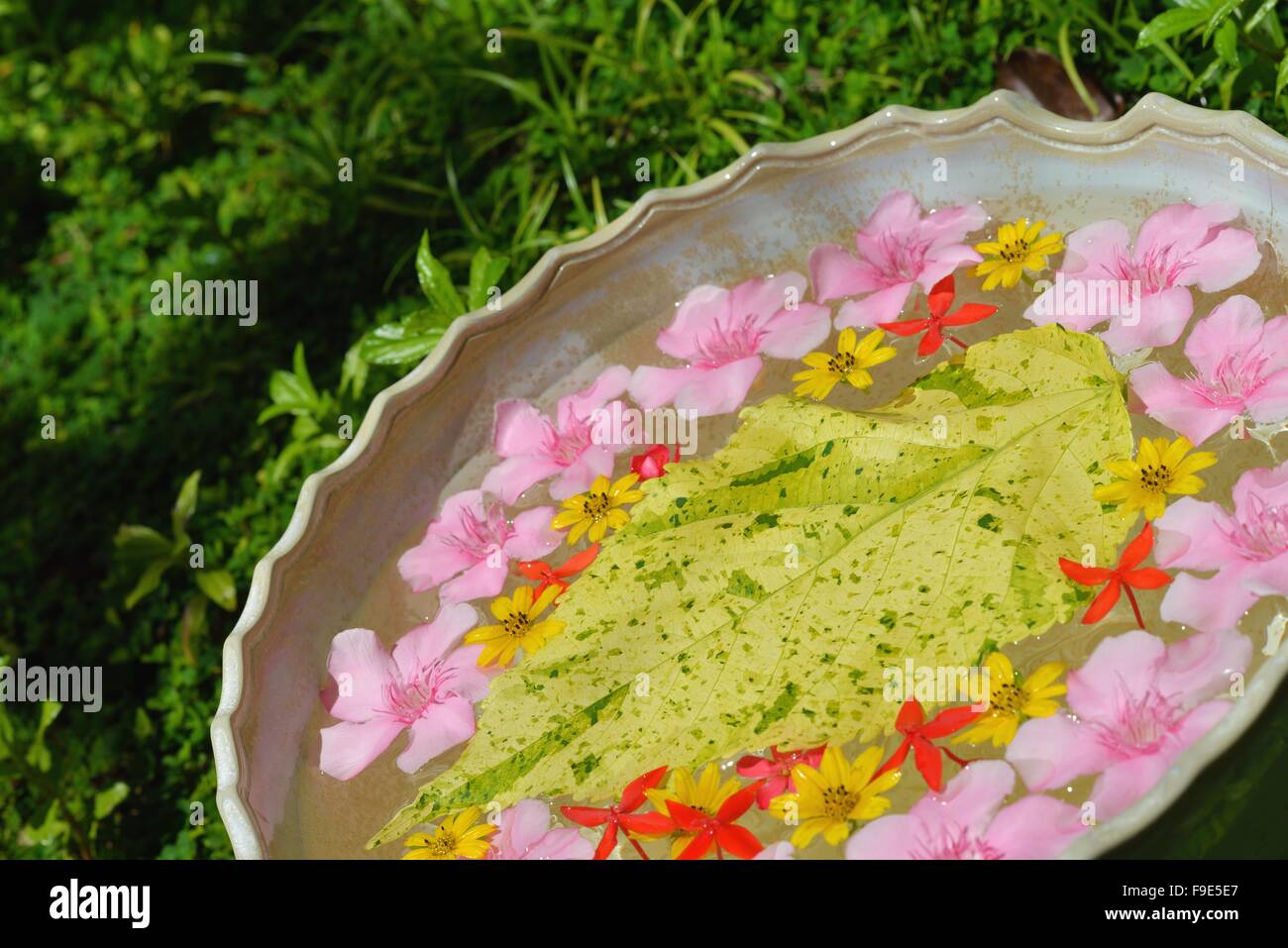 water cup with beautiful flowers, a variety of background colors in spa ...