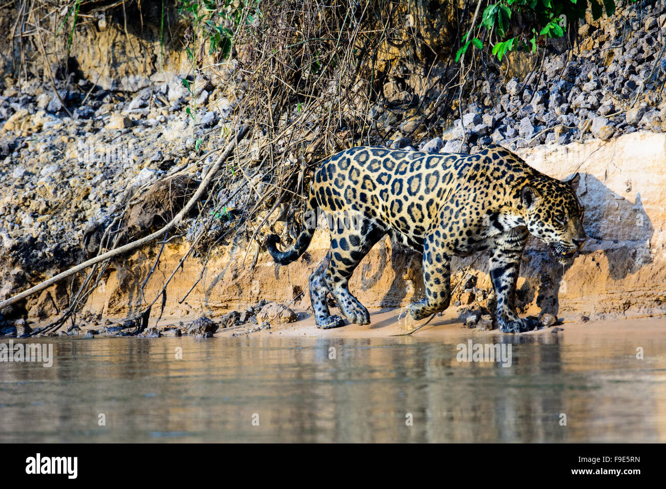 Jaguar on the prowl Stock Photo - Alamy