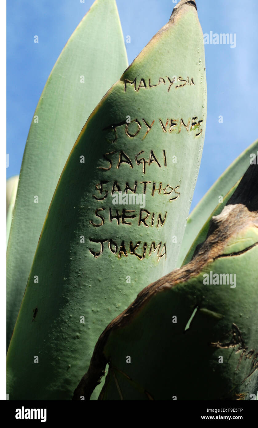 Leaf writing hi-res stock photography and images - Alamy