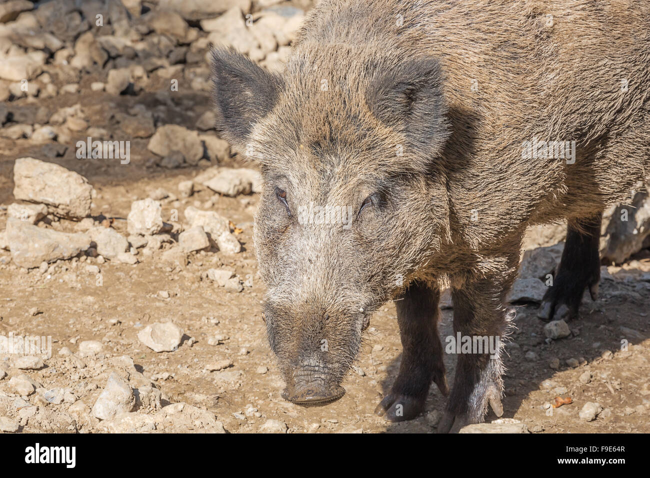 Head of a wild boar in close up Stock Photo - Alamy
