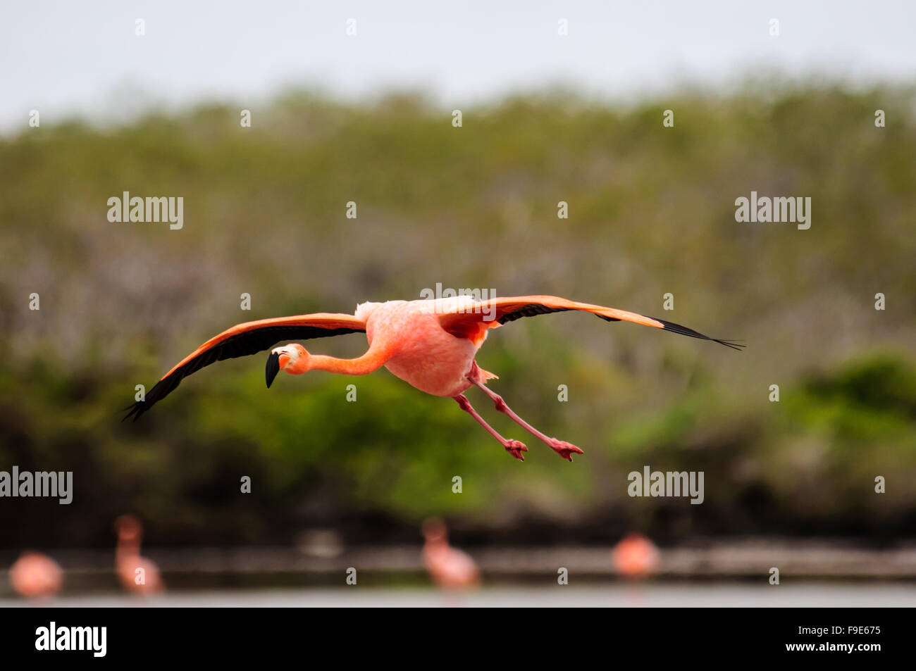 Flamingo in flight Stock Photo - Alamy