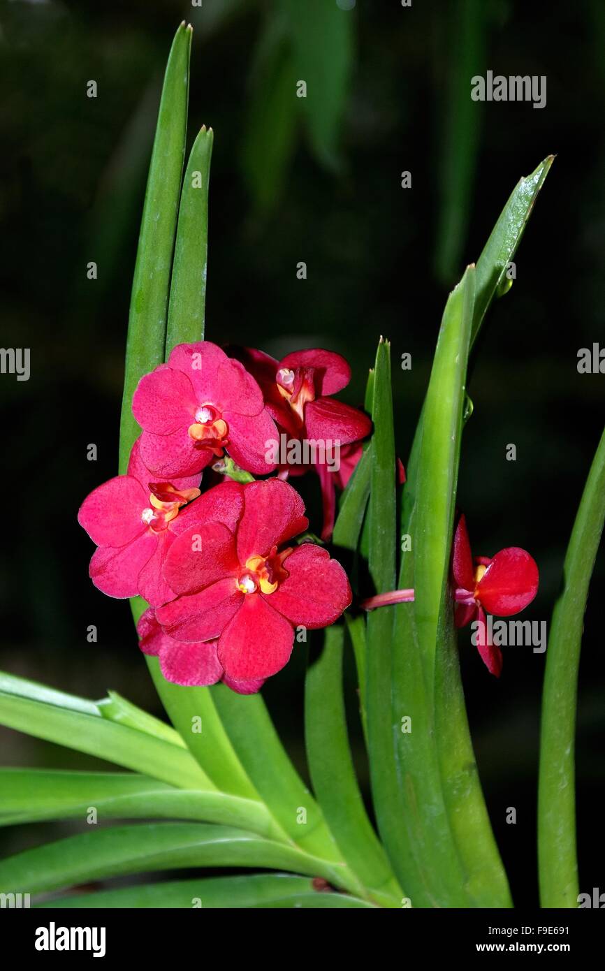Prague botanical gardens hi-res stock photography and images - Alamy