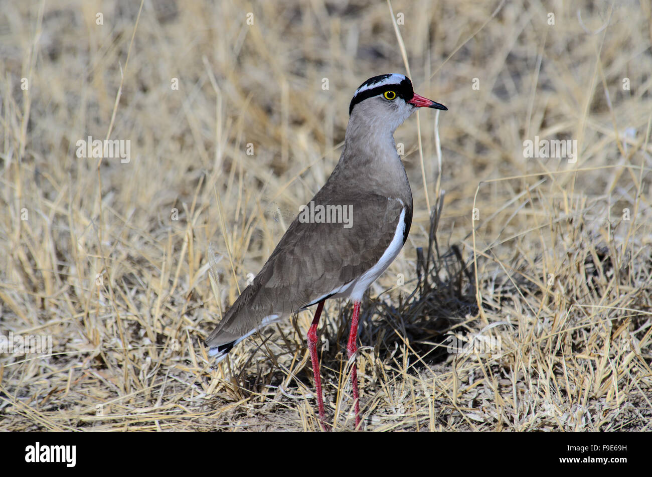 Crowned Plover High Resolution Stock Photography and Images - Alamy