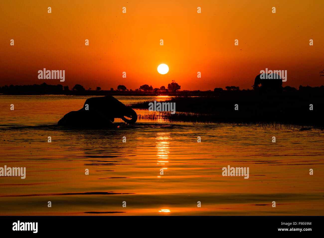 Sunset elephant hi-res stock photography and images - Alamy