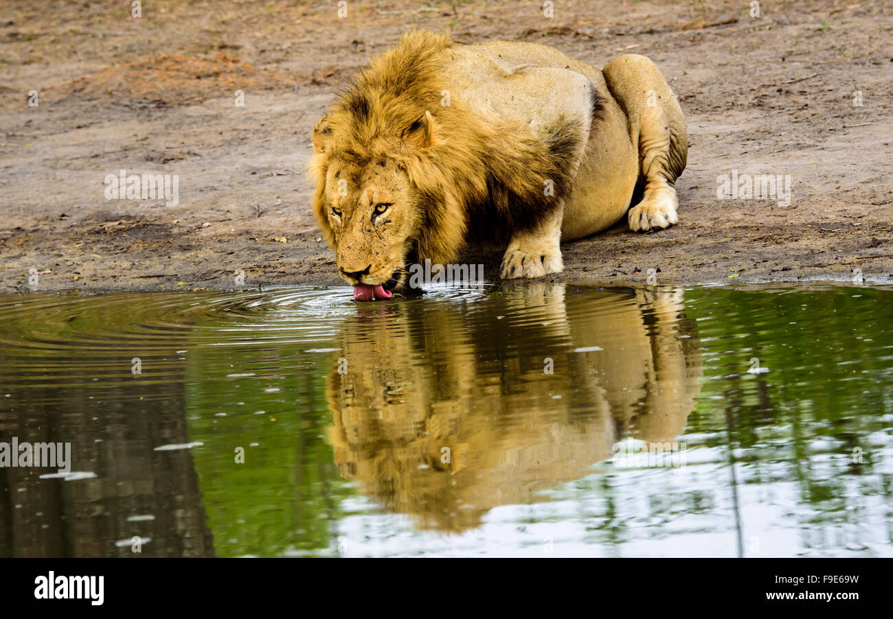 Reflection of lion in water hi-res stock photography and images - Alamy