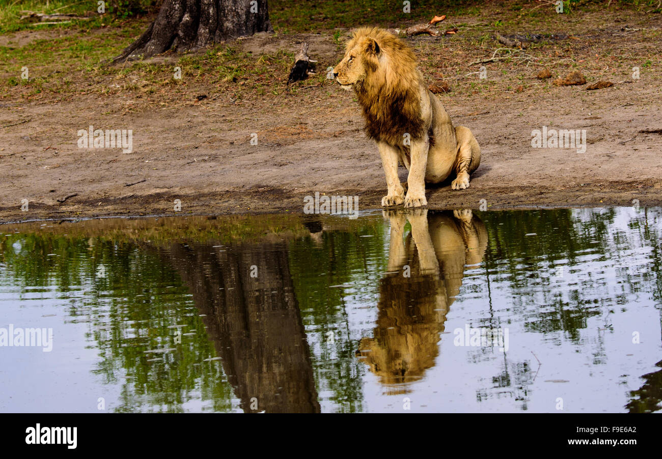 Lion reflection in water hi-res stock photography and images - Alamy