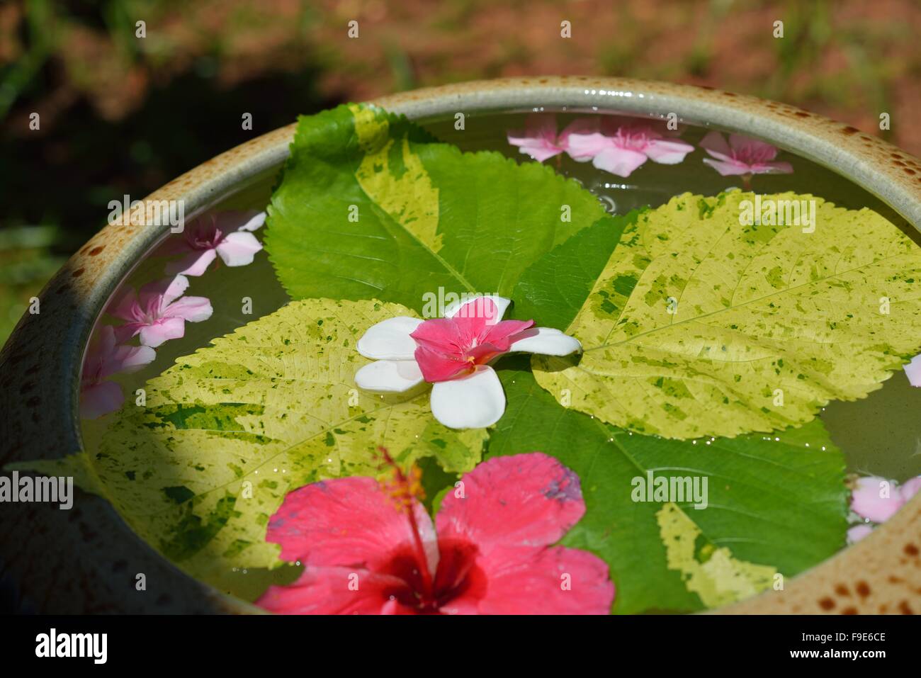 water cup with beautiful flowers, a variety of background colors in spa ...