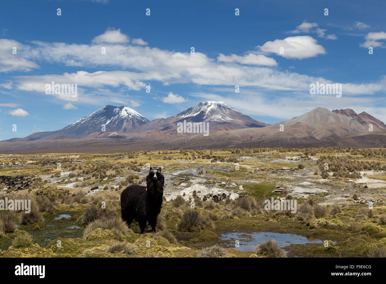 Photograph of one lama looking at the camera in Sajama National Park ...