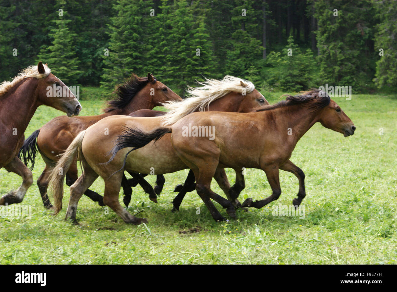Horses running on grass hi-res stock photography and images - Alamy