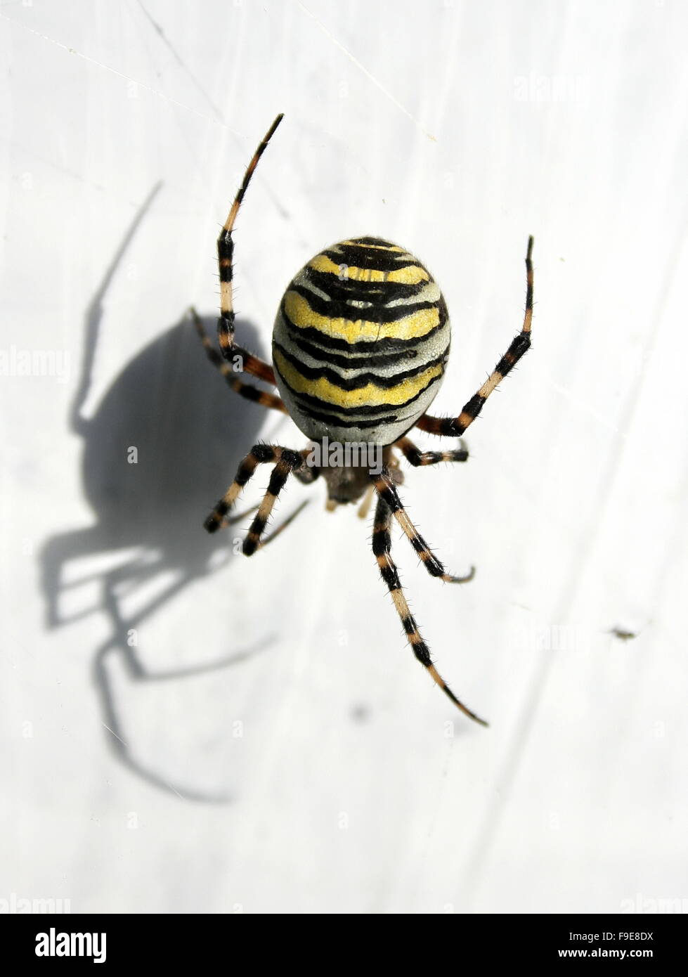 Yellow spider with black stripes hi-res stock photography and images ...