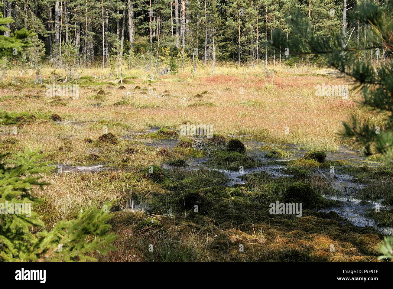 Quagmire High Resolution Stock Photography and Images - Alamy