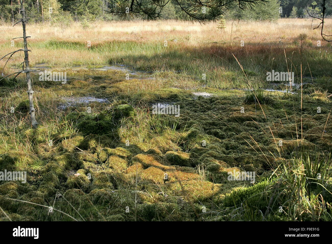 Quagmire hi-res stock photography and images - Alamy