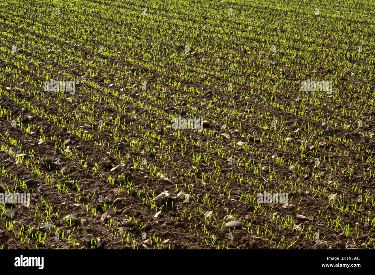 Stony seed hi-res stock photography and images - Alamy