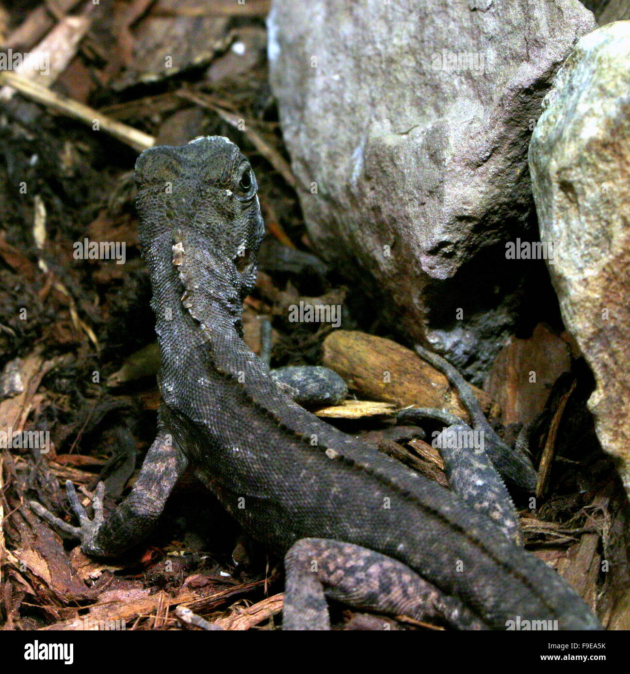 South American Mop headed Iguana (Uranoscodon superciliosus), aka ...