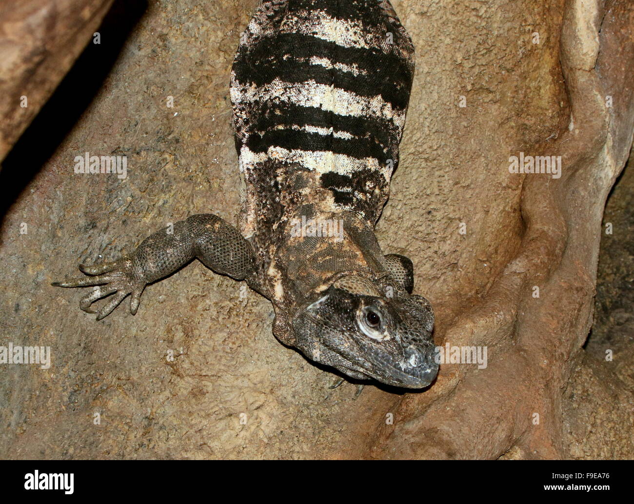 Black spiny tailed ctenosaur hi-res stock photography and images - Alamy