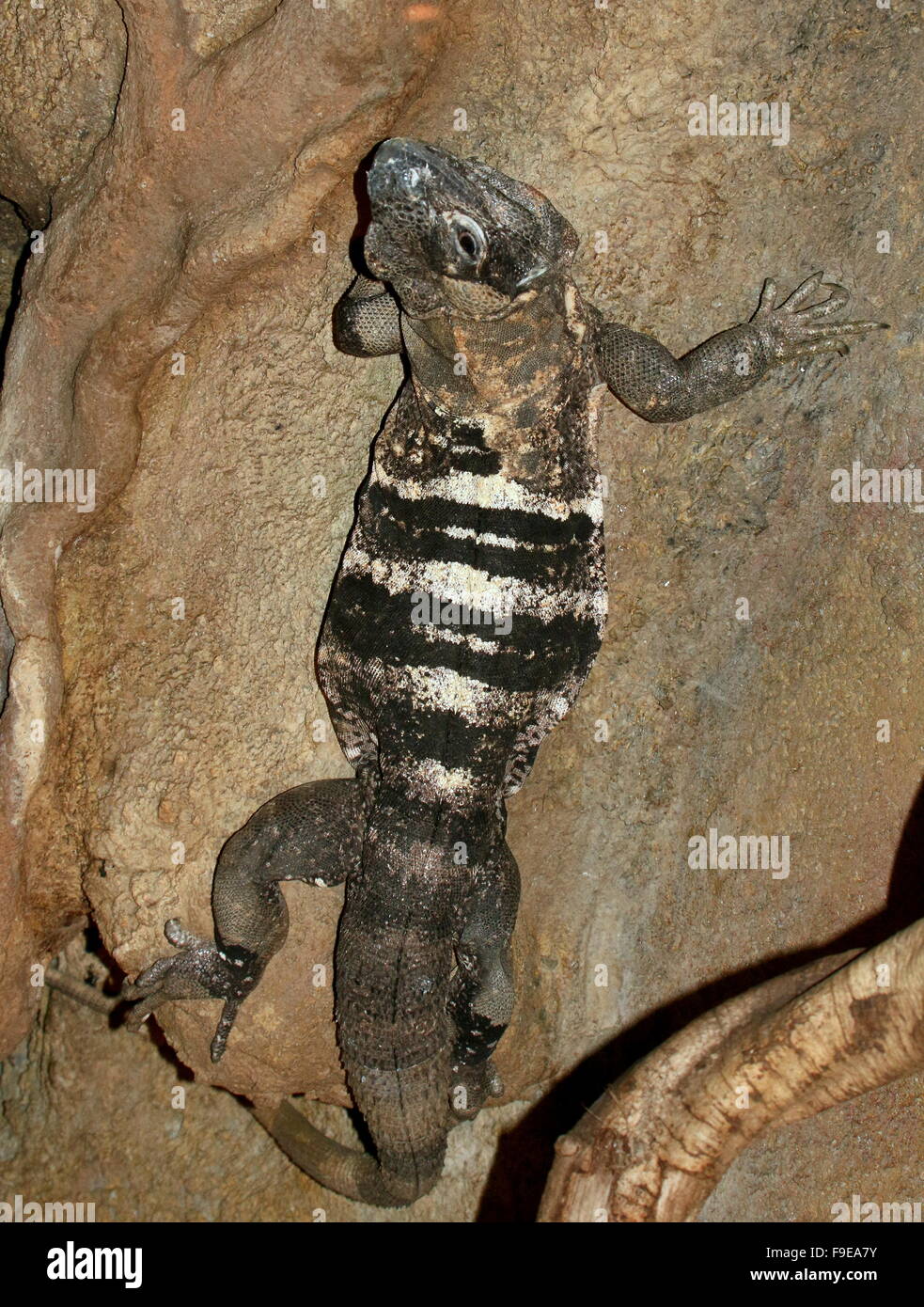 Mexican and Central American Black spiny tailed Iguana or Black ...