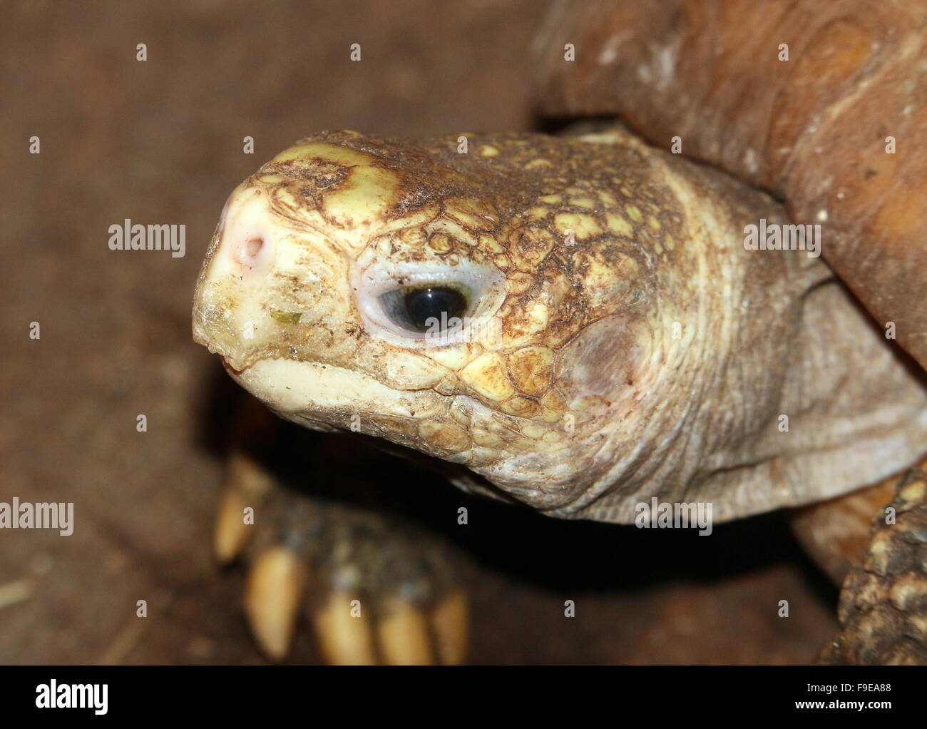 Southeast Asian Elongated tortoise (Indotestudo elongata, Testudo ...