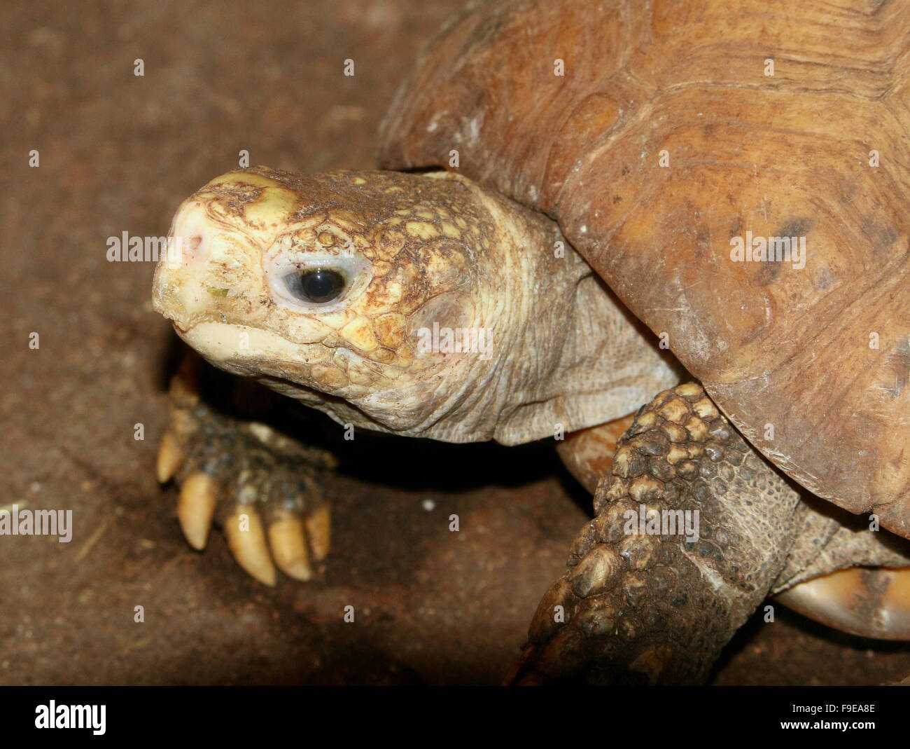Southeast Asian Elongated tortoise (Indotestudo elongata, Testudo ...