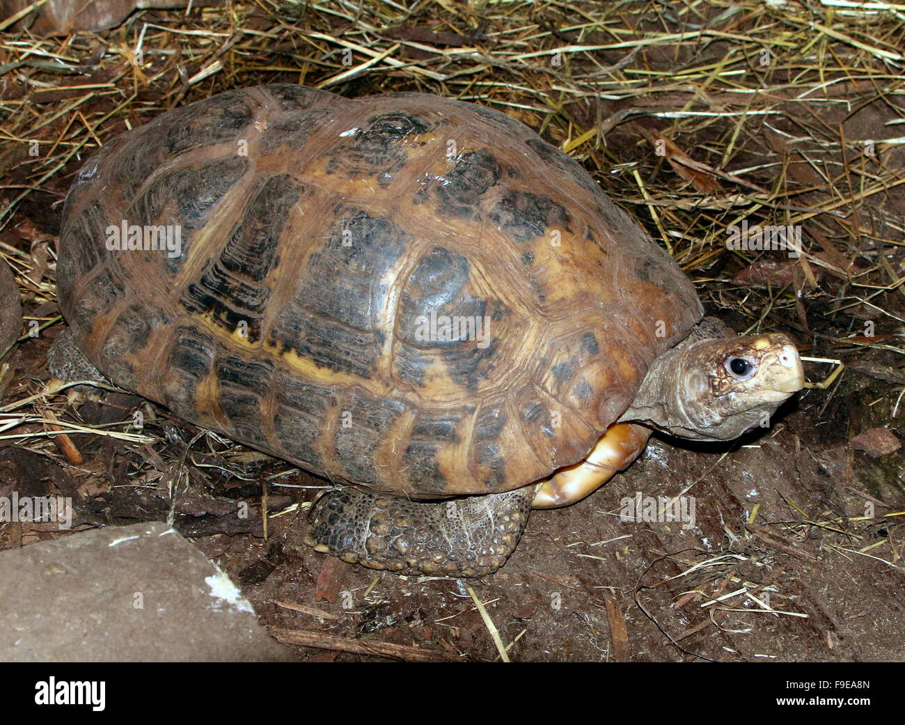Southeast Asian Elongated tortoise (Indotestudo elongata, Testudo ...