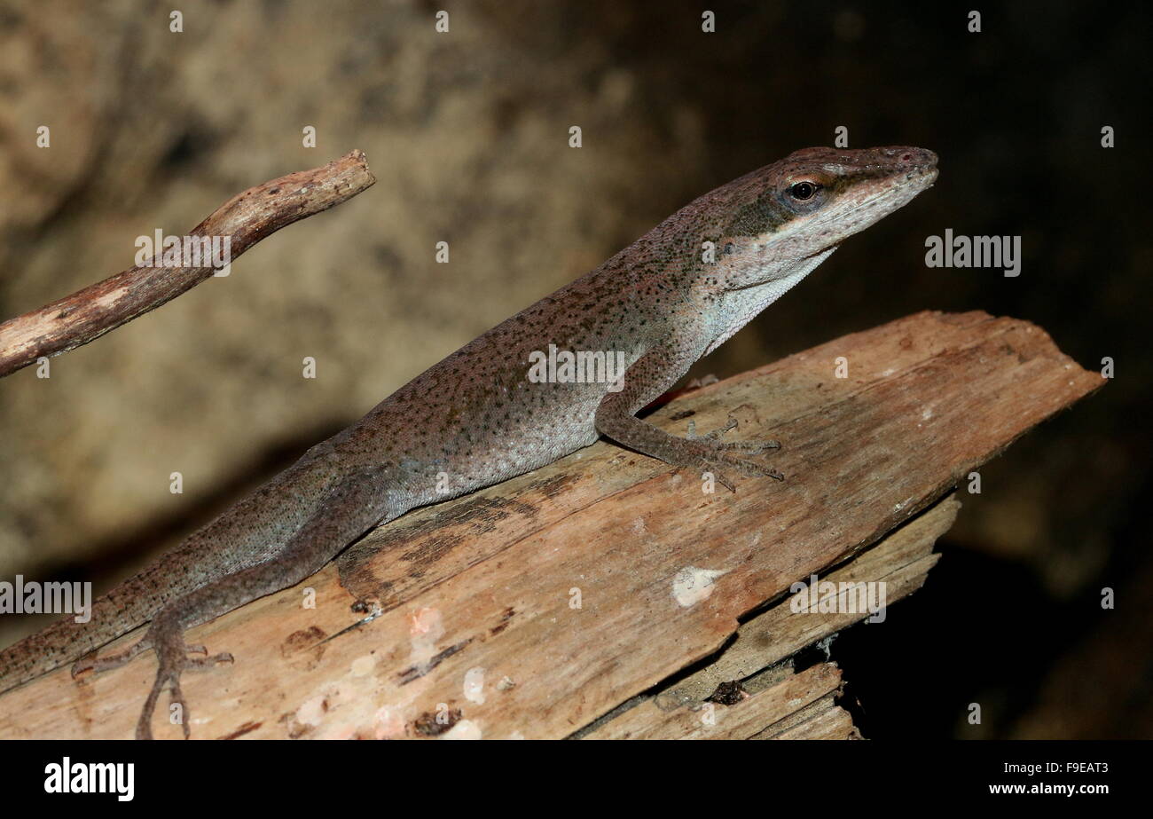 Red Throated Anole Stock Photos & Red Throated Anole Stock Images - Alamy