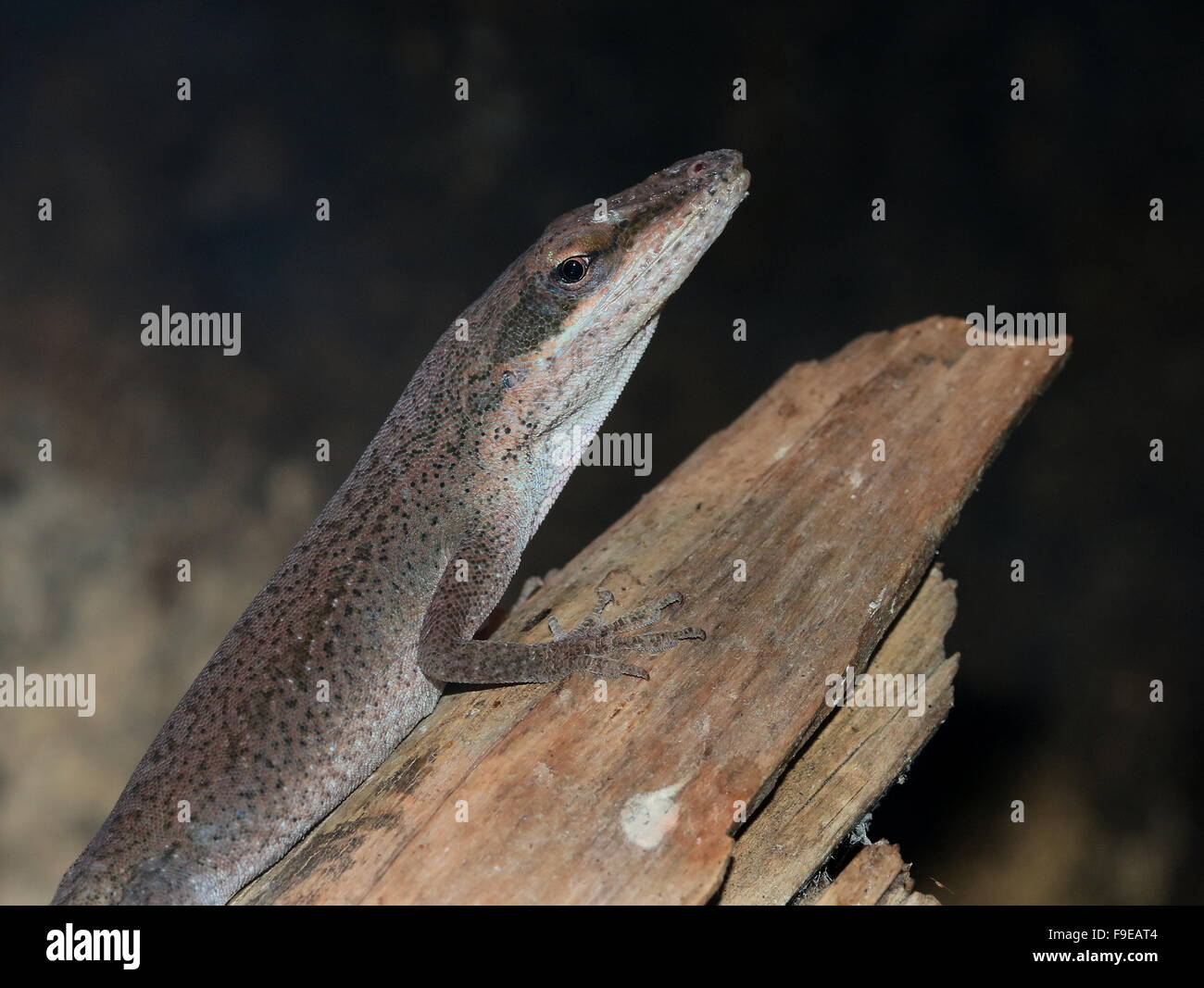 Carolina anoles hi-res stock photography and images - Alamy