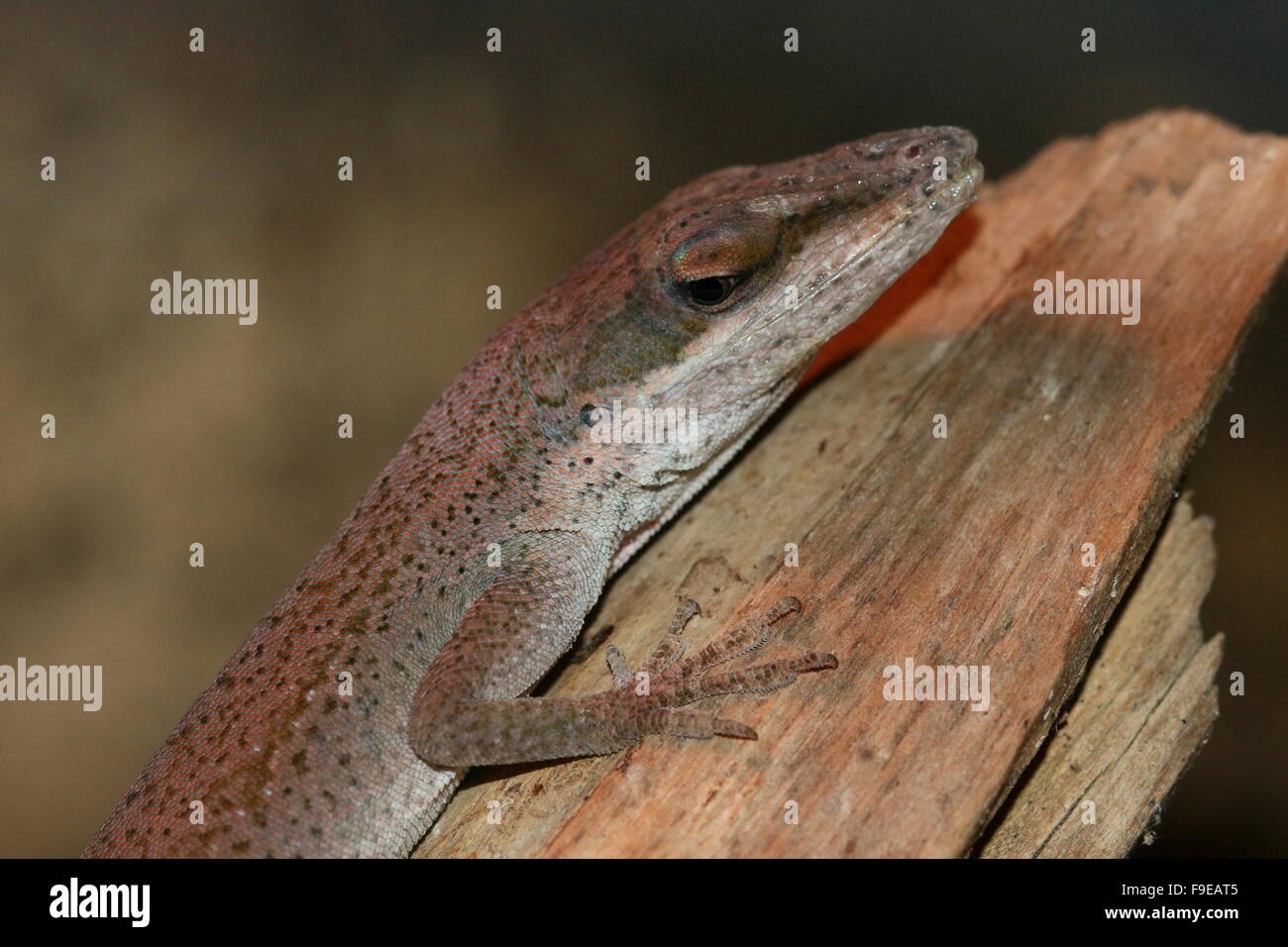 Carolina anoles hi-res stock photography and images - Alamy