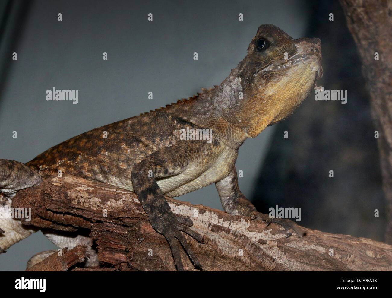 South American Mop headed Iguana (Uranoscodon superciliosus), aka ...