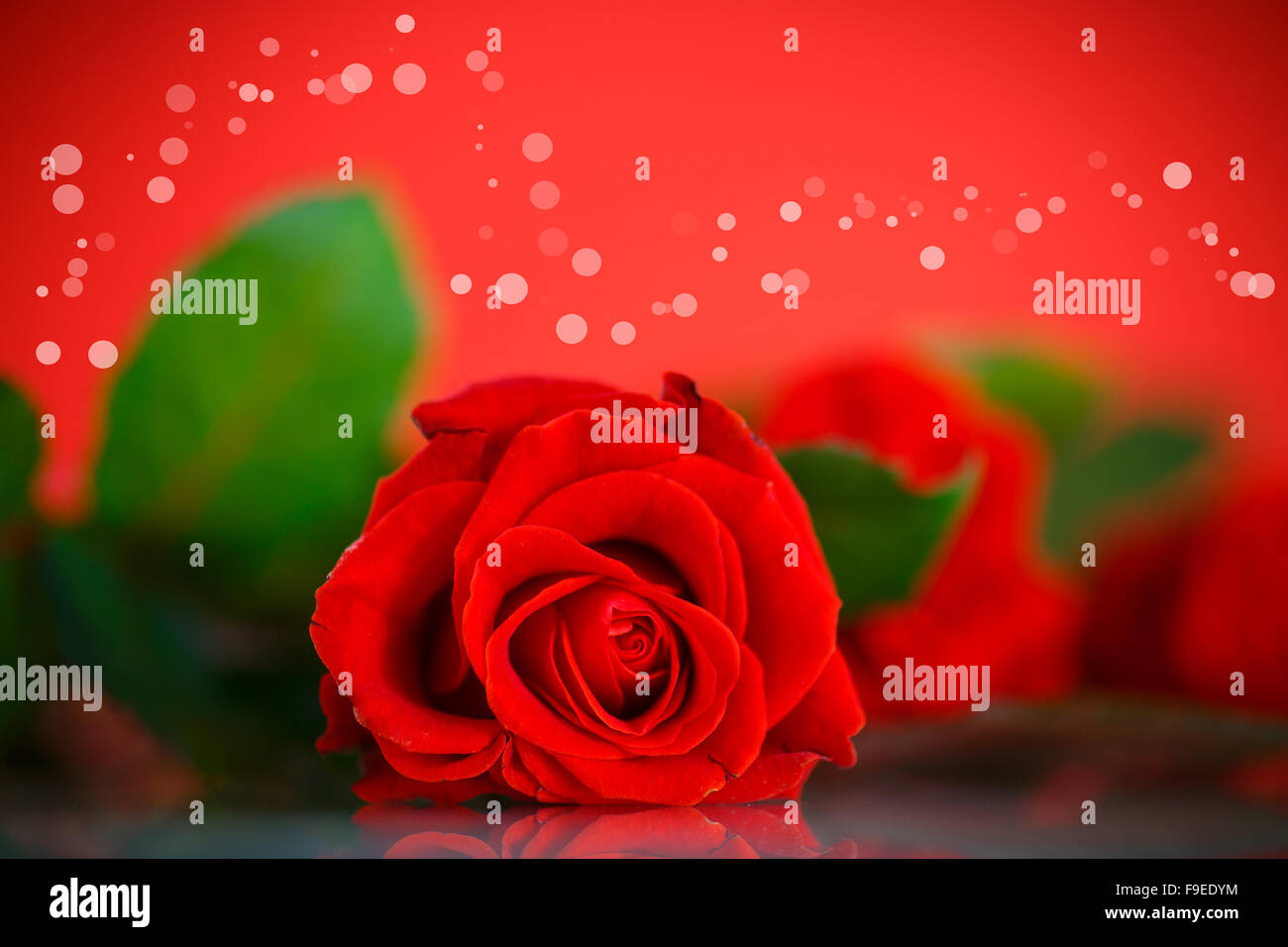 bouquet of beautiful red roses Stock Photo - Alamy