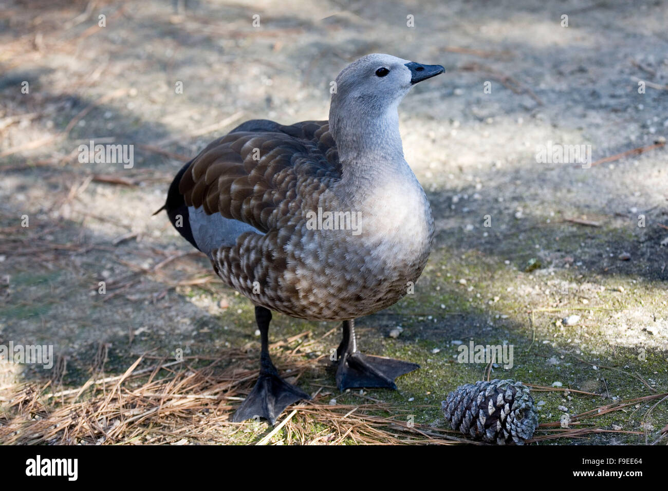 Rare Blue-winged Goose, Cyanochen cyanoptera Stock Photo - Alamy