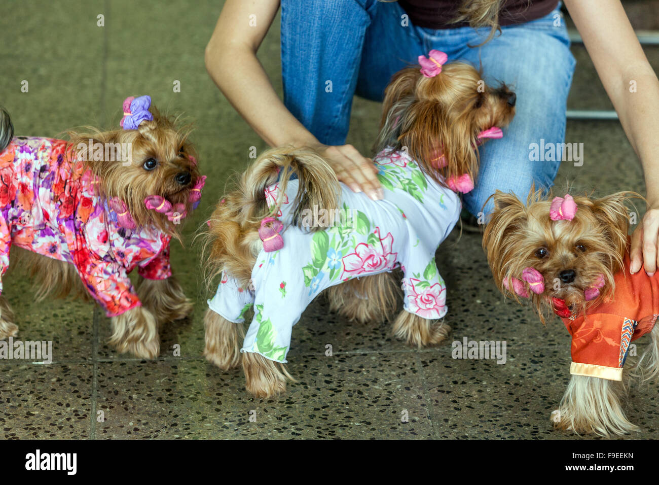 Three Yorkshire Terrier dressed Stock Photo - Alamy