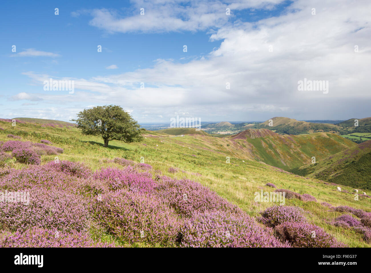 Looking across the Stretton Hills from the Long Mynd and the distant ...