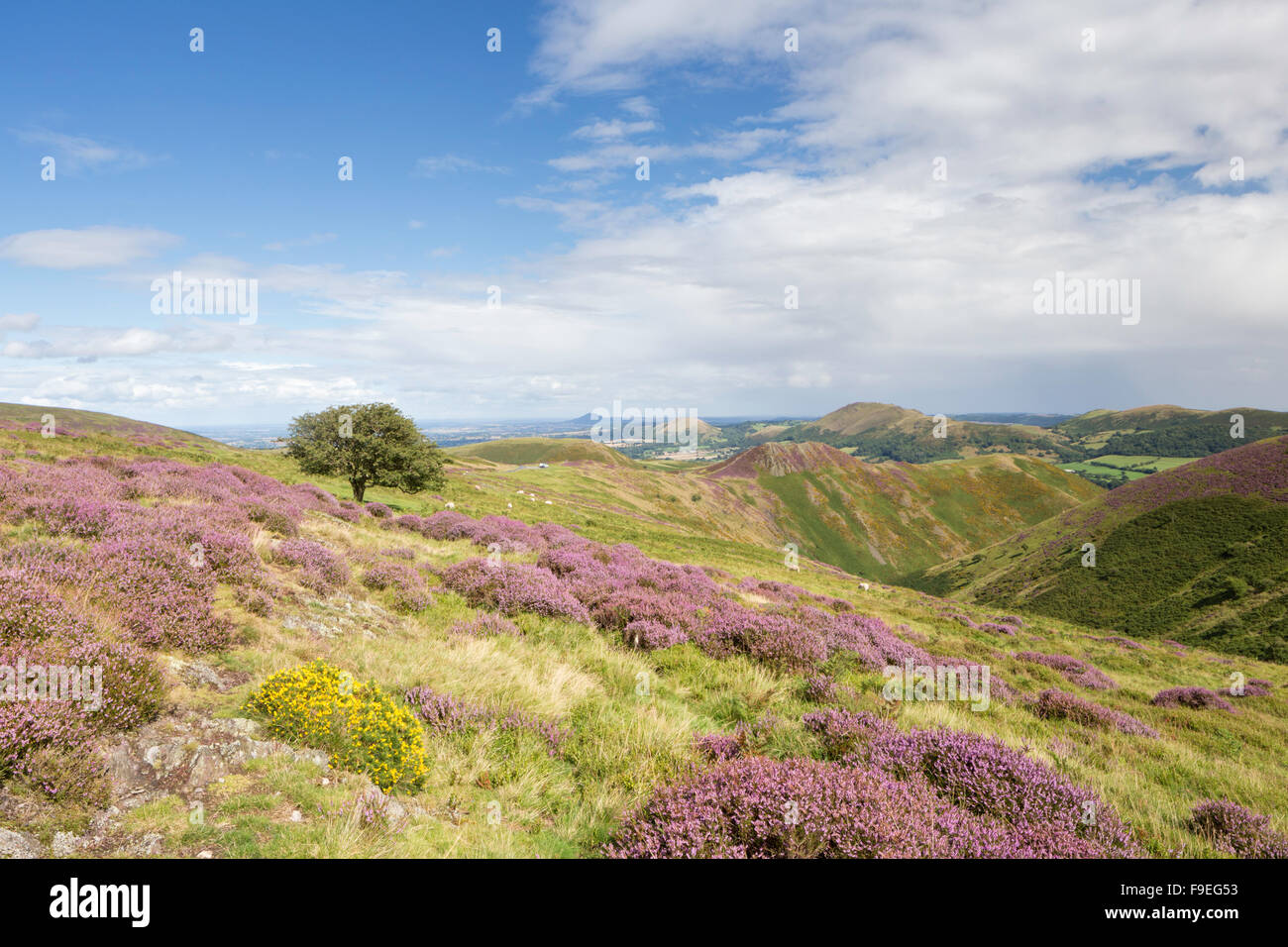 Looking across the Stretton Hills from the Long Mynd and the distant ...