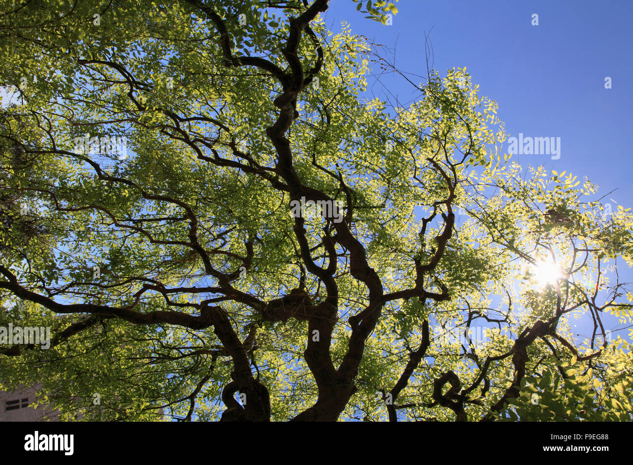 France, Provence, Avignon, park, tree, sun Stock Photo - Alamy