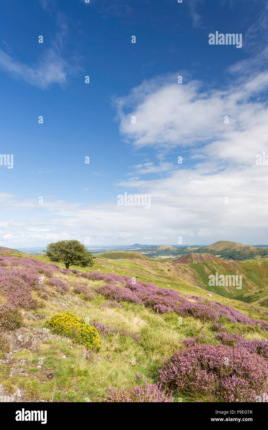 Looking across the Stretton Hills from the Long Mynd and the distant ...