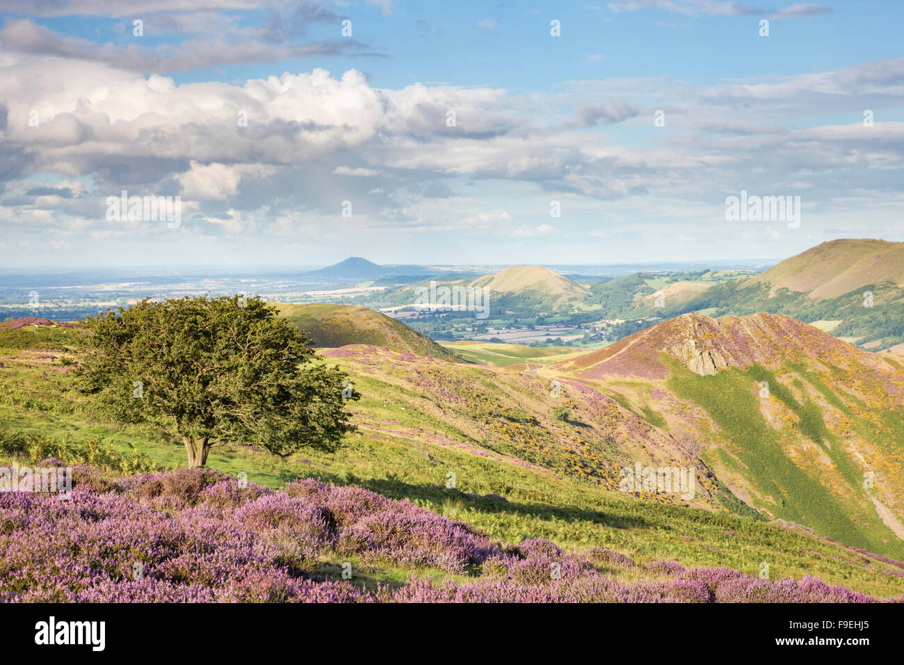 Looking across the Stretton Hills from the Long Mynd and the distant ...