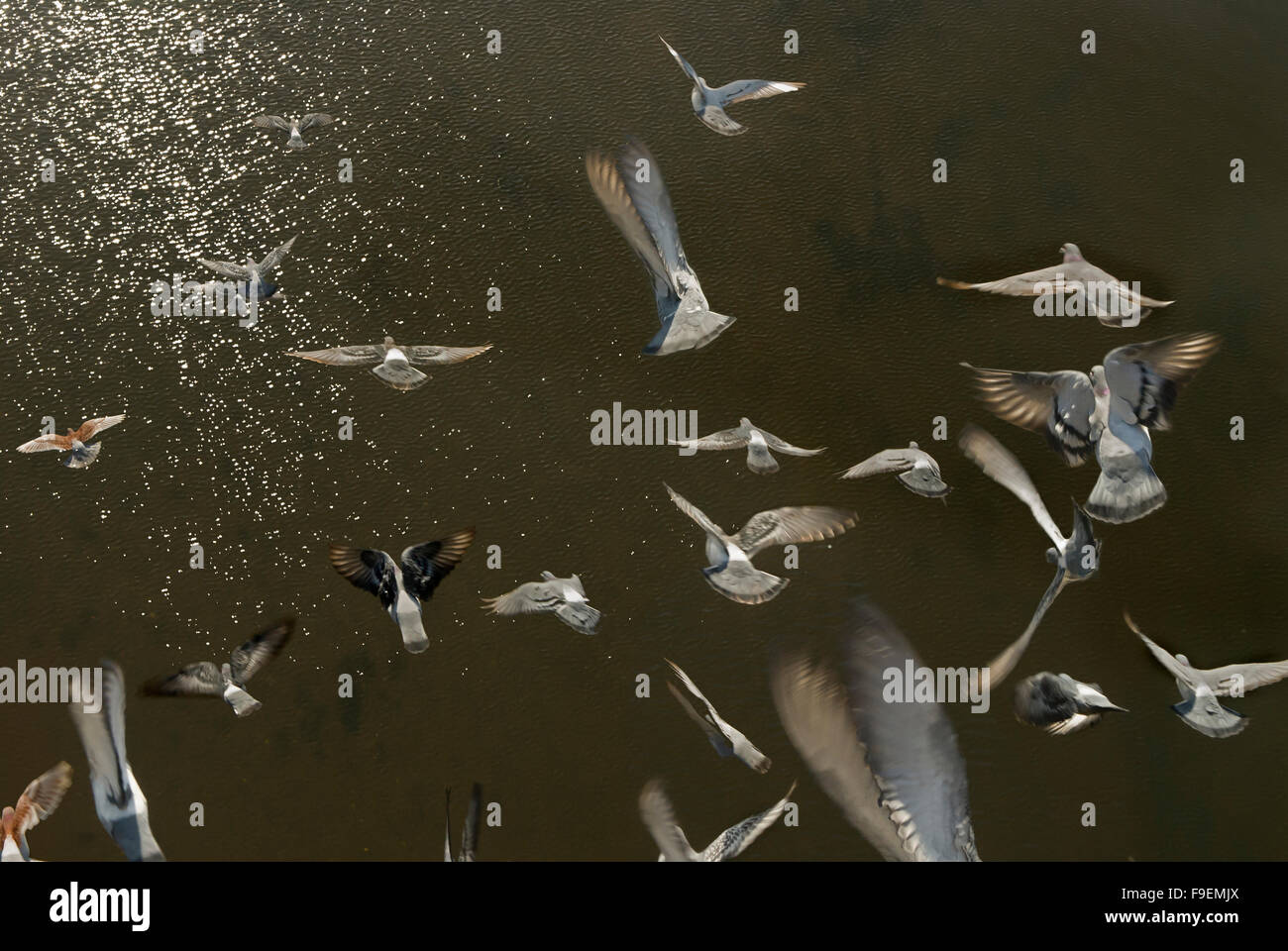 Flock of pigeons taking flight Stock Photo - Alamy