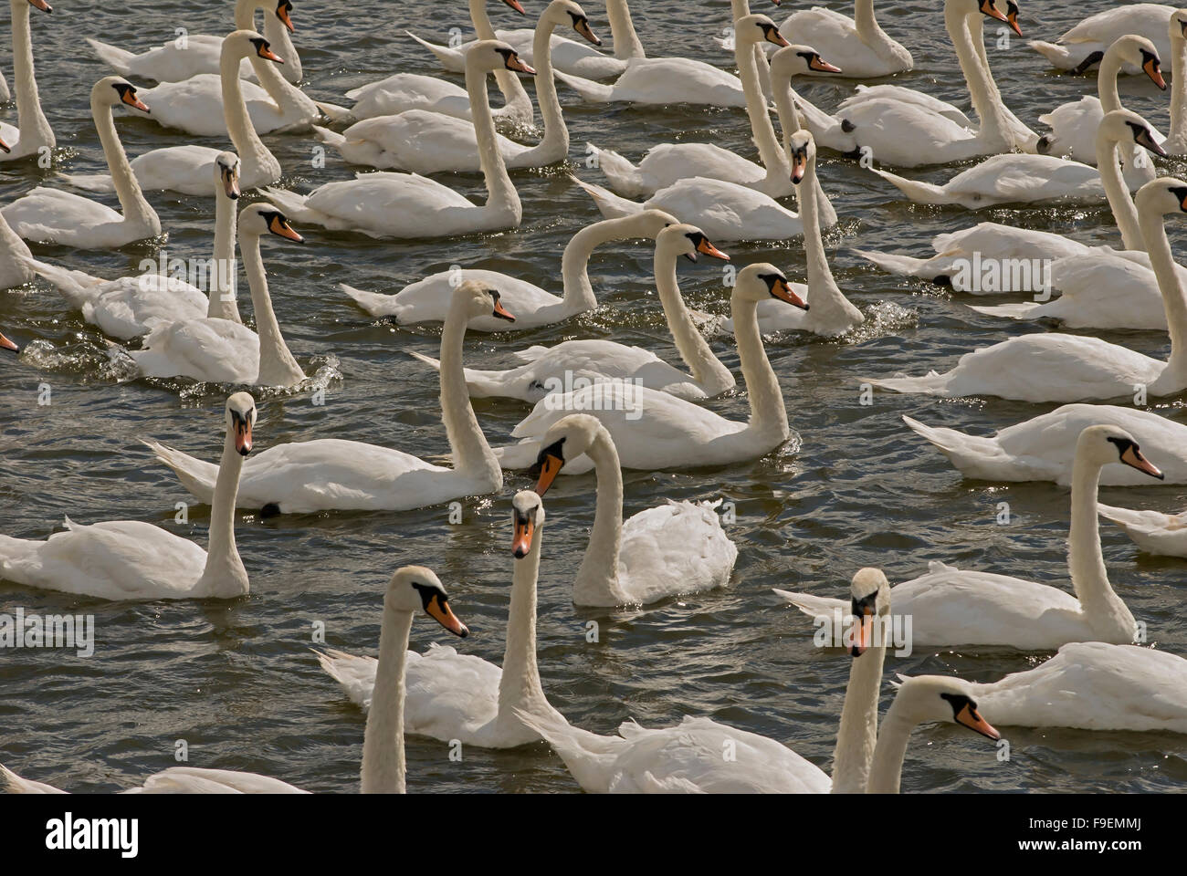 A bevy or flock of swans on the river Tweed, Northumberland Stock Photo ...
