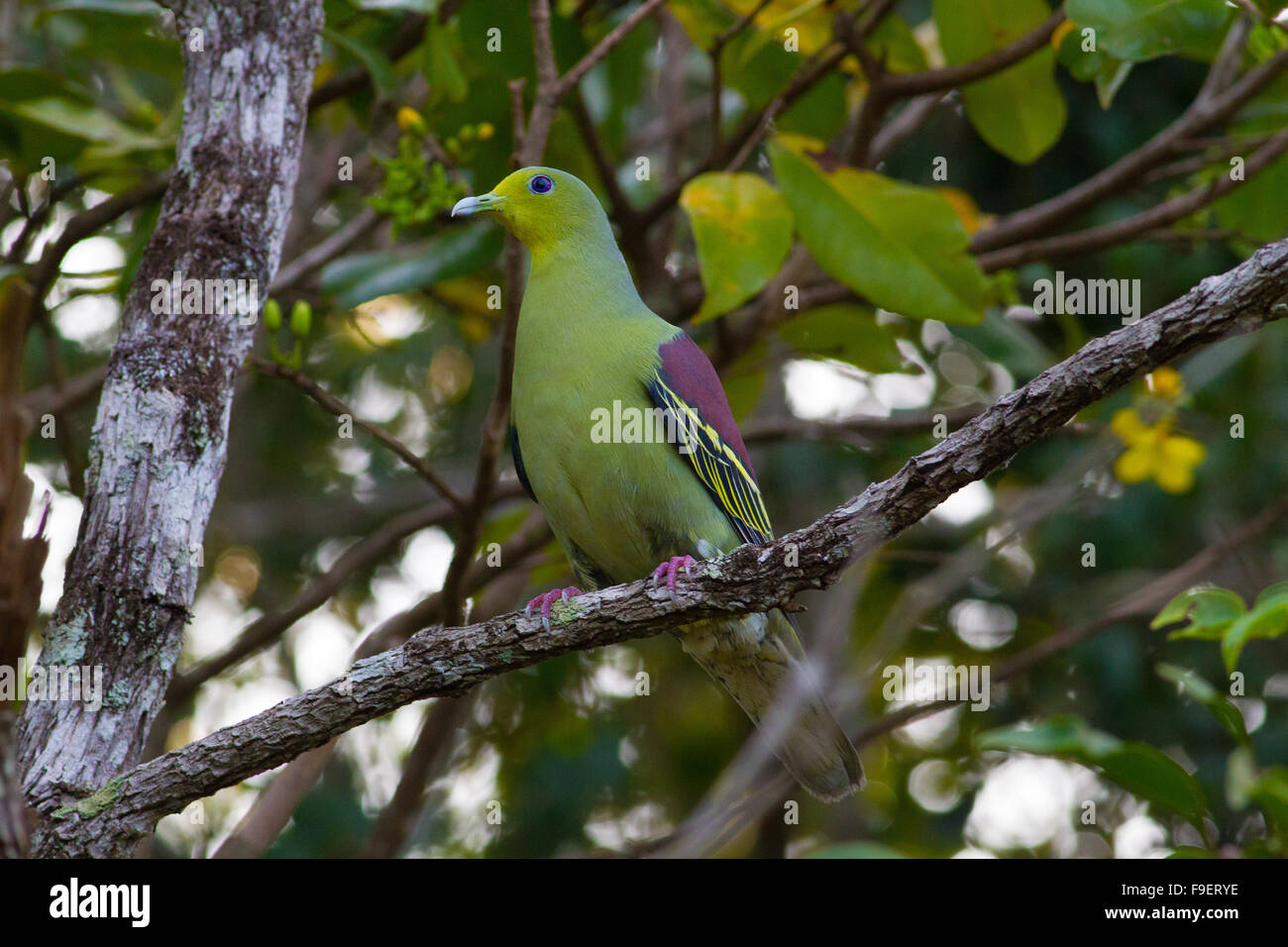 Ceylon green pigeon hi-res stock photography and images - Alamy