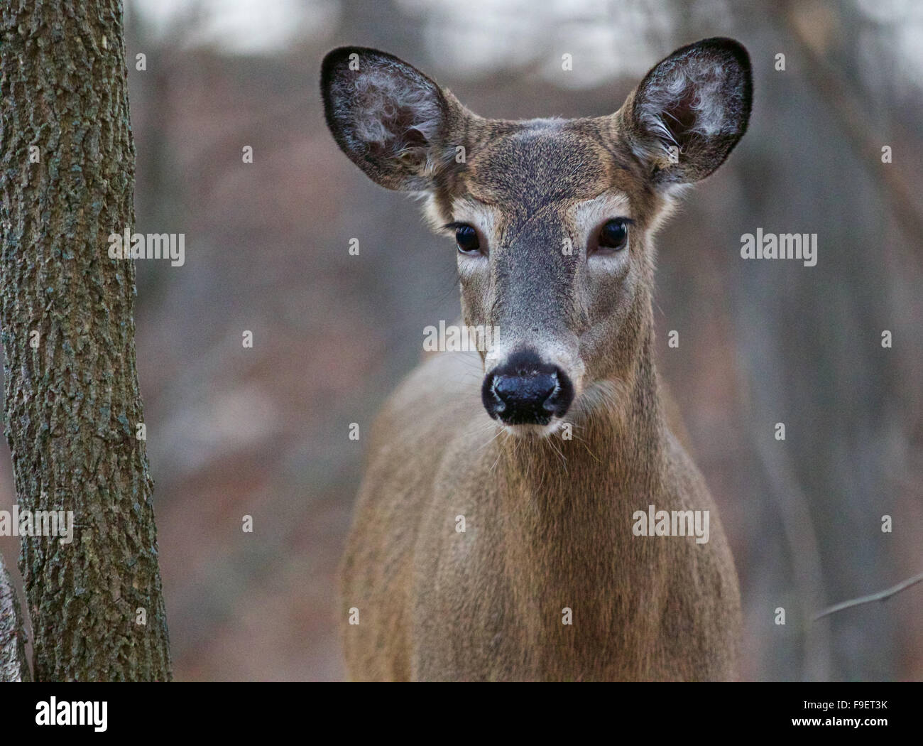 Photo of the cute beautiful deer in the forest Stock Photo - Alamy