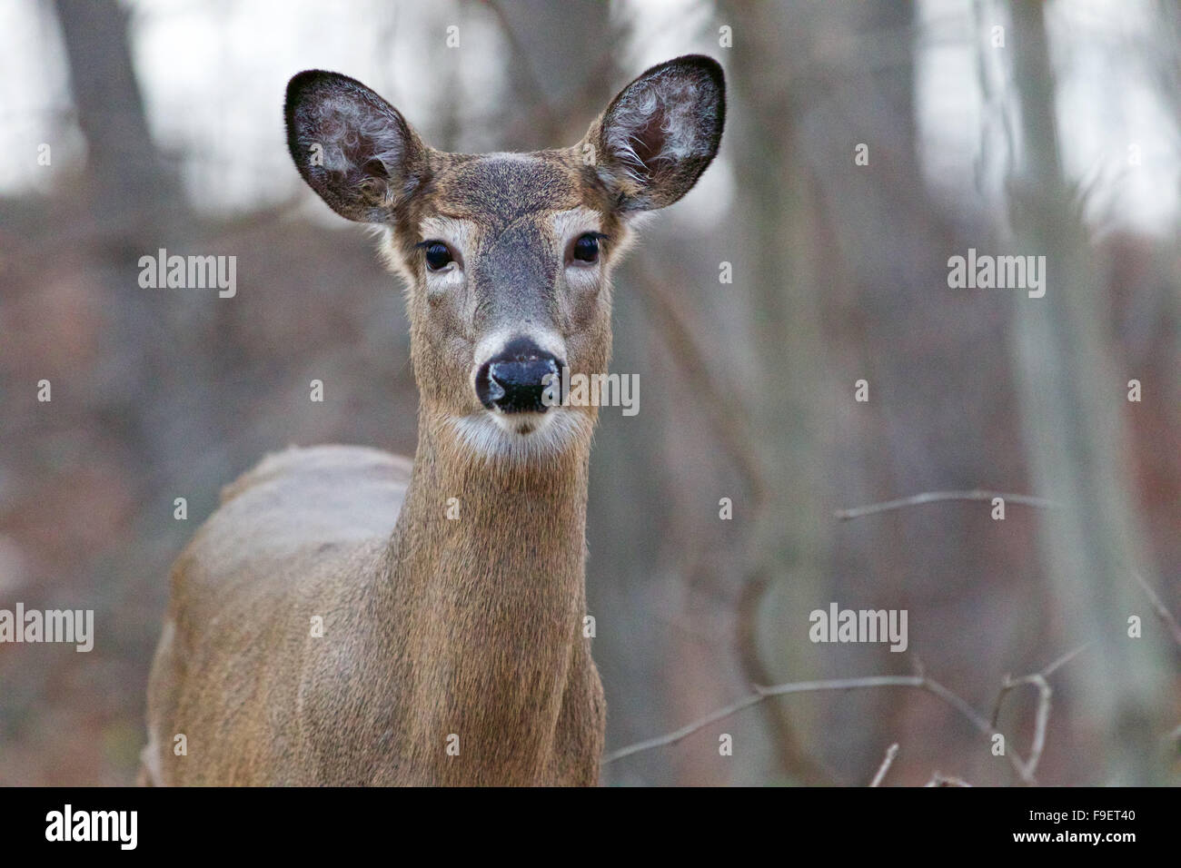 Beautiful background with the wild beautiful deer in the forest Stock ...