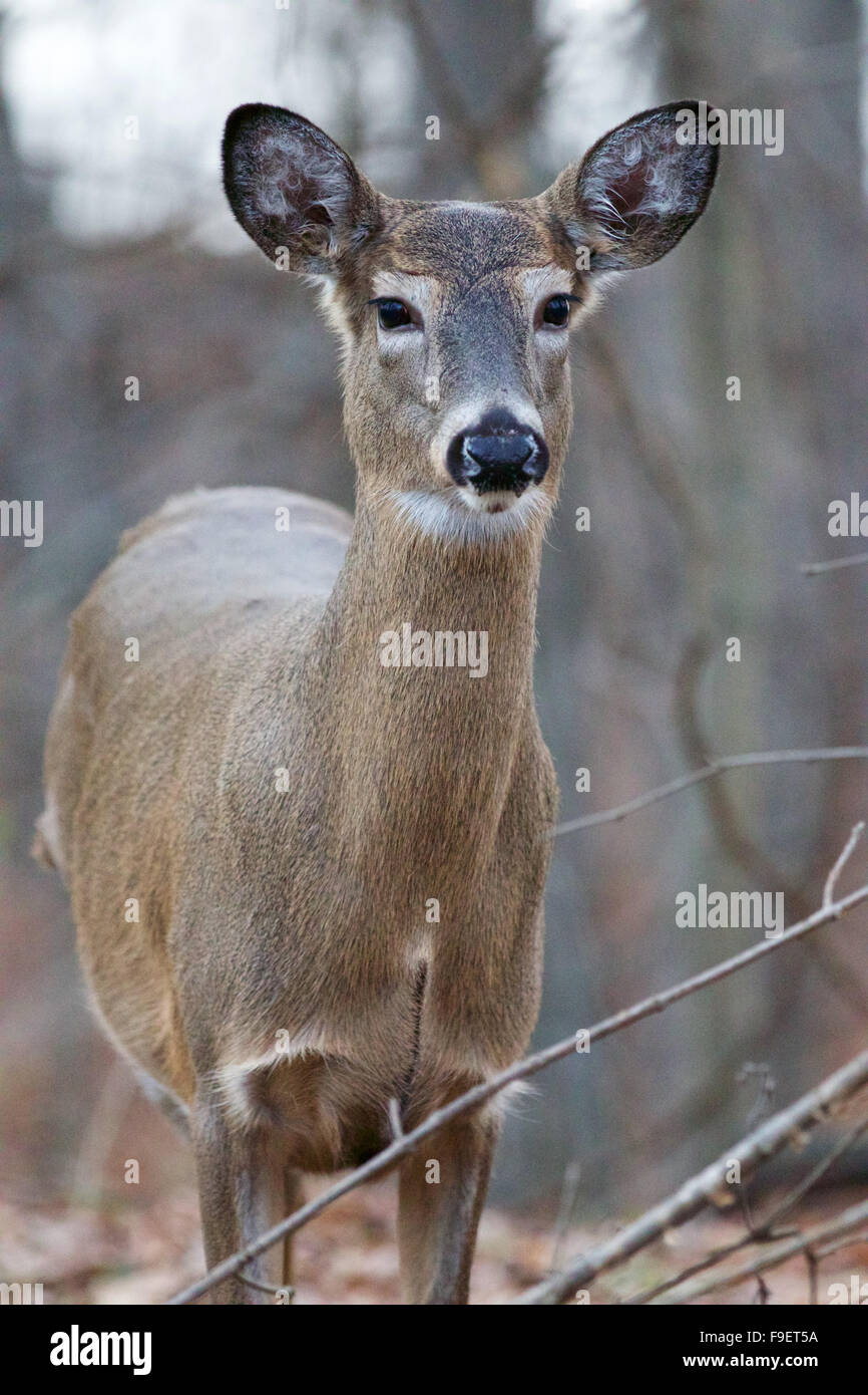 Wildlife are beautiful hi-res stock photography and images - Alamy