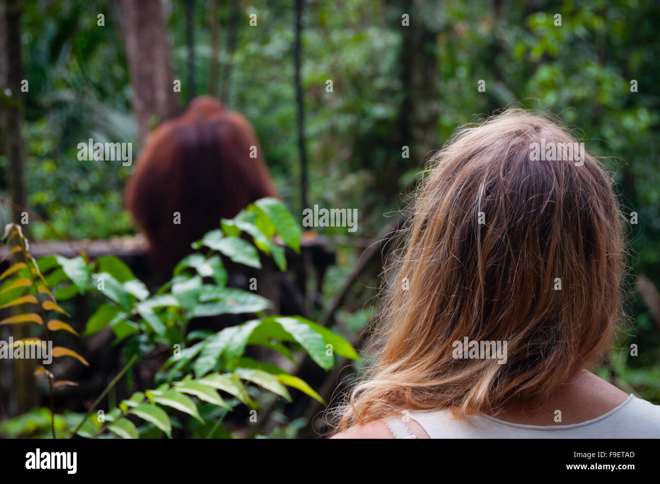Woman from back watching Orangutan Stock Photo - Alamy