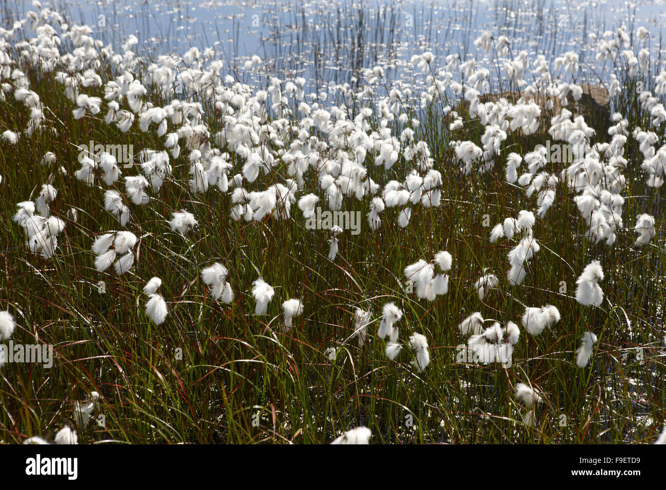 Arctic plants hi-res stock photography and images - Alamy