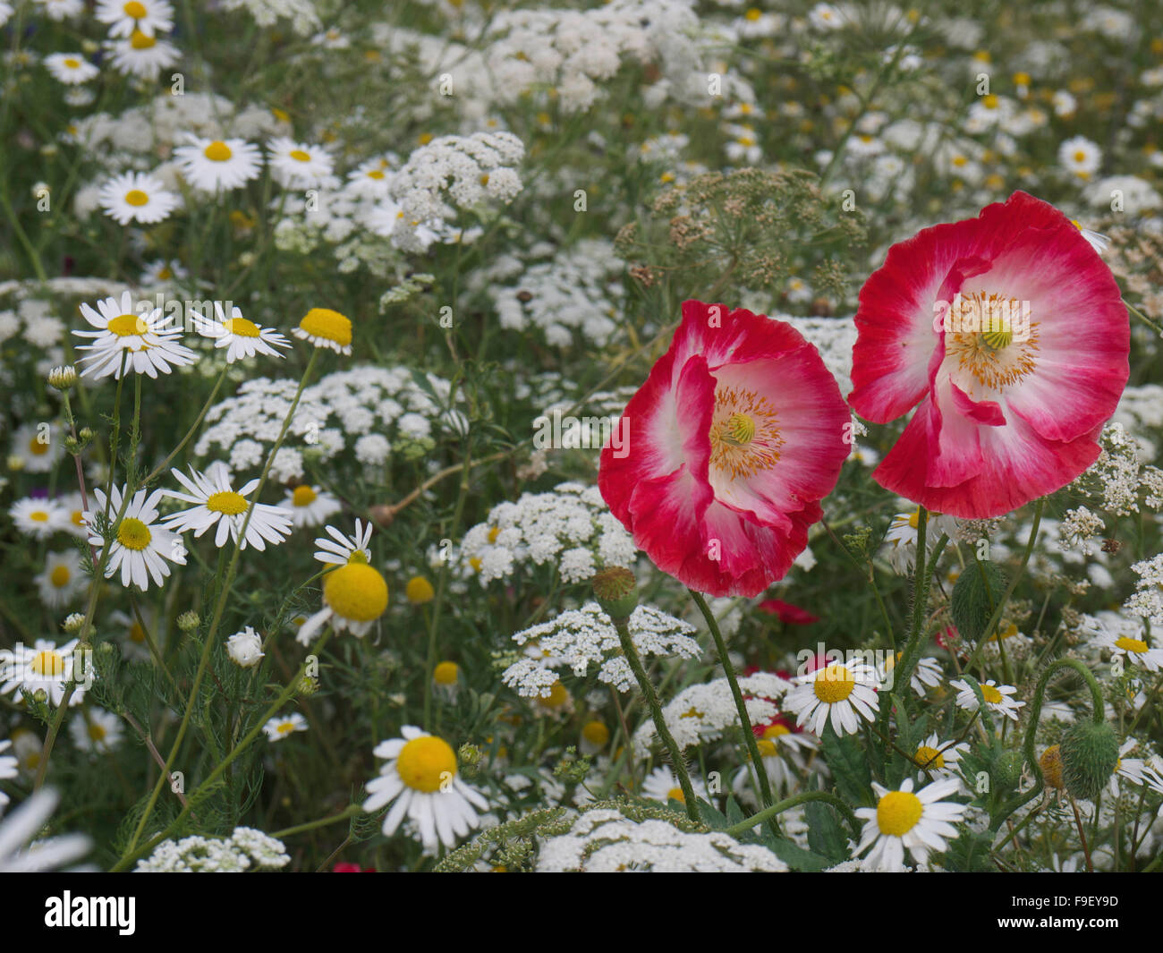 A field of daisies with two pink flowers Stock Photo - Alamy