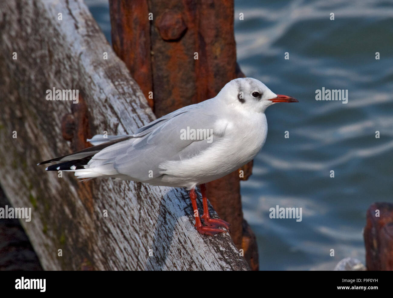 Black Headed Gull (larus ridibundus) with Summer Plumage, Isle of Wight ...
