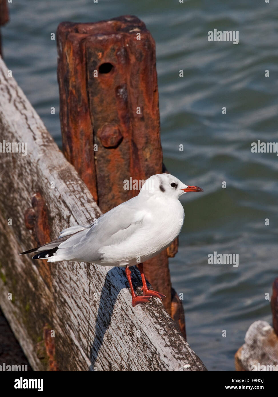 Black head gull with summer plumage hi-res stock photography and images ...
